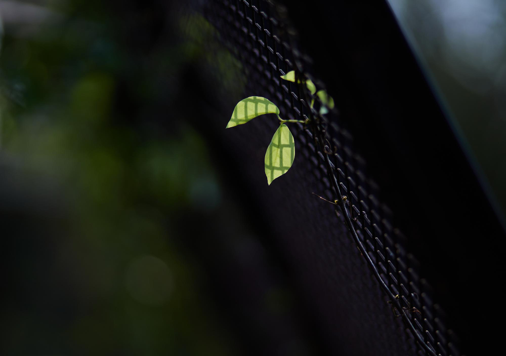 How to Choose and Install T-Rex® Leaf Guard Protection